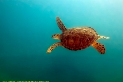 Dive Exuma | Exuma – Bahamas