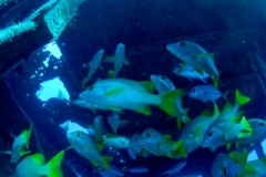 Dive Exuma | Exuma – Bahamas