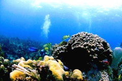 Reefs | Dive Exuma