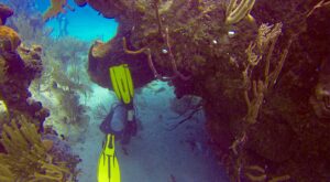 Reefs | Dive Exuma