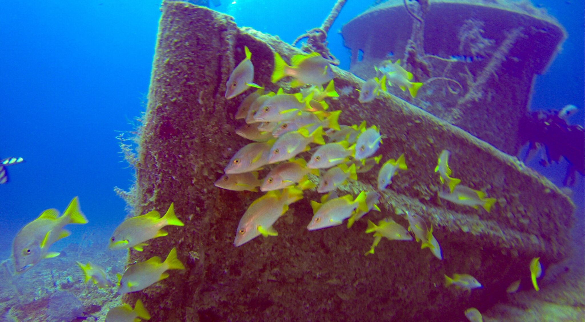 The Tug | Dive Exuma